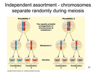 meiosis I and II reviewer-Grade 11 .ppt