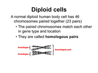 meiosis I and II reviewer-Grade 11 .ppt