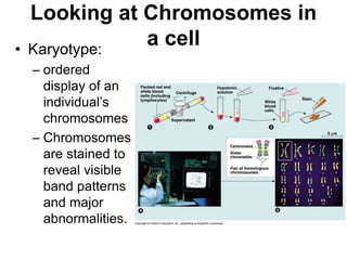 meiosis I and II reviewer-Grade 11 .ppt