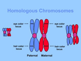 MEIOSIS IN GENETIC NURSINGS (1).ppt.pptx