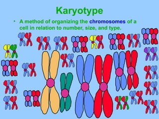 MEIOSIS in genetics in children (1).ppt.pptx
