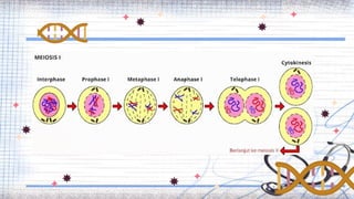 Profase ini terdapat lima subfase yang terdiri dari lepoten, Zigoten ...