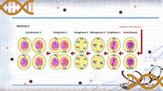 Profase ini terdapat lima subfase yang terdiri dari lepoten, Zigoten ...