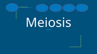 Meiosis Cell Division and differences from mitosis | PPT