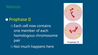 Meiosis Cell Division and differences from mitosis | PPTX
