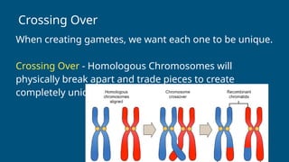 Meiosis Cell Division and differences from mitosis | PPTX