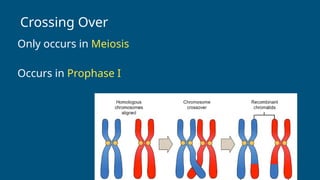 Meiosis Cell Division and differences from mitosis | PPTX
