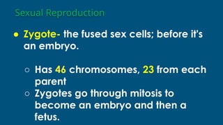 Meiosis Cell Division and differences from mitosis | PPT