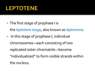 Meiosis-THE REDUCTIONAL DIVISION | PPT