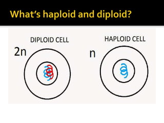 Meiosis-THE REDUCTIONAL DIVISION | PPT
