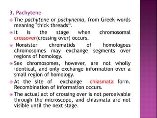 Meiosis | PPTX