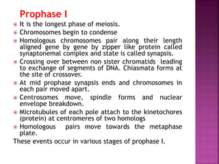 Meiosis | PPTX