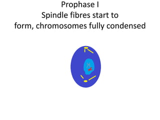 Meiosis 1 and 2 | PPTX