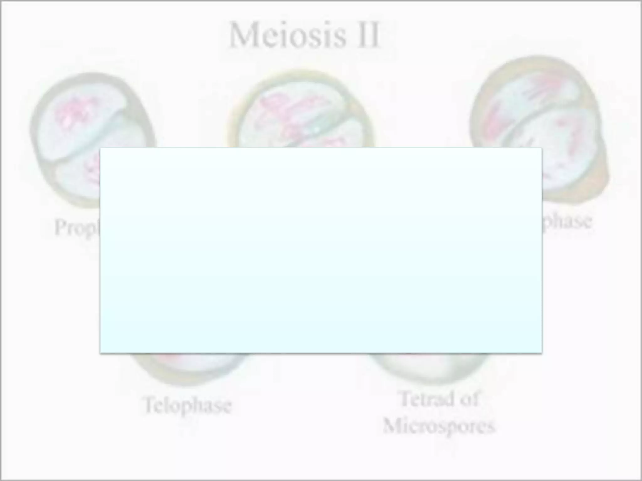 Meiosis 1and2 | PPT
