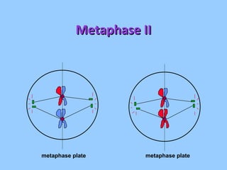 Metaphase 2