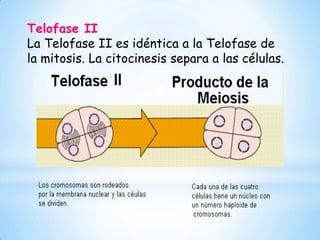 Meiosis II | PPTX