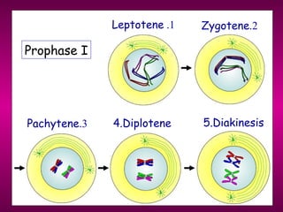 meiosis -cell division stages -cell biology | PPT