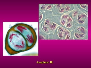 meiosis -cell division stages -cell biology | PPT