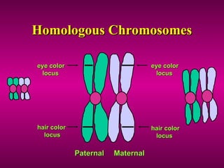 meiosis -cell division stages -cell biology | PPT