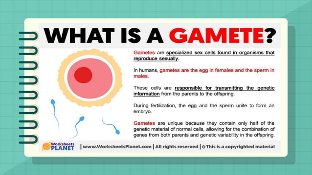 Meiosis General Biology 1 Quarter 2 Lesson 6 Pdf