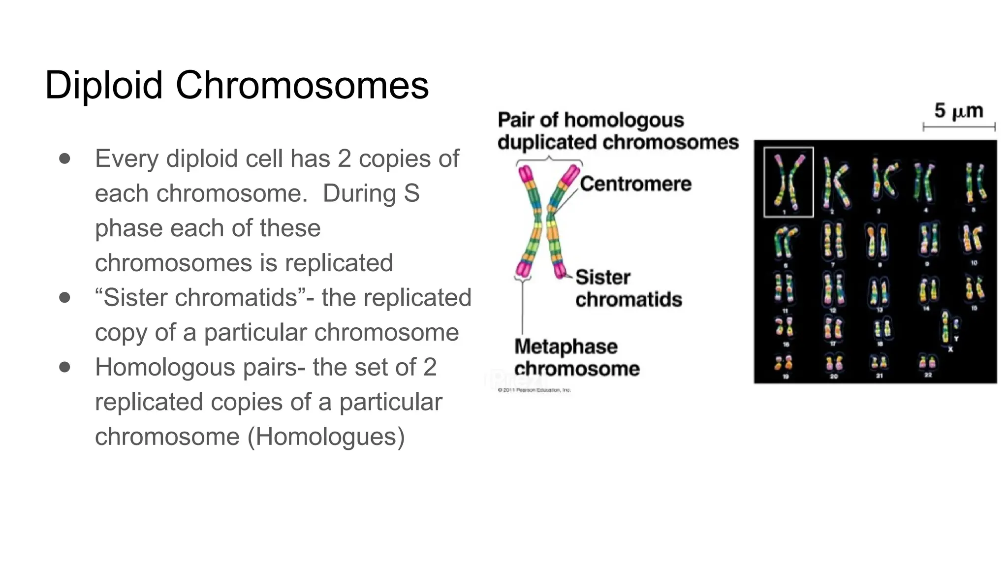 Chapter 6: Meiosis 2022 PresentationAP Biology | PPTX