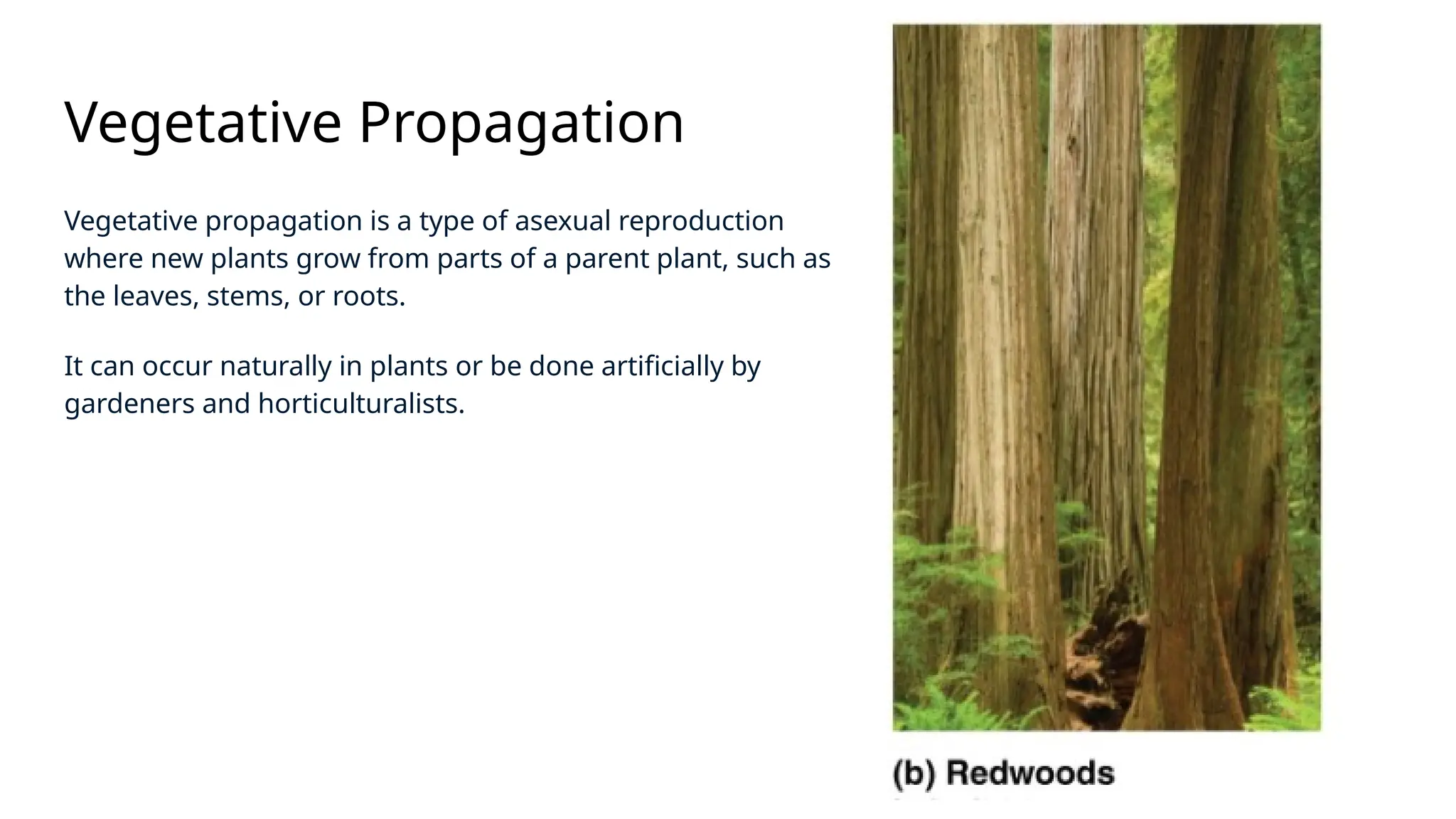 Chap 5 Meiosis 2022 Presentation AP Biology | PPTX