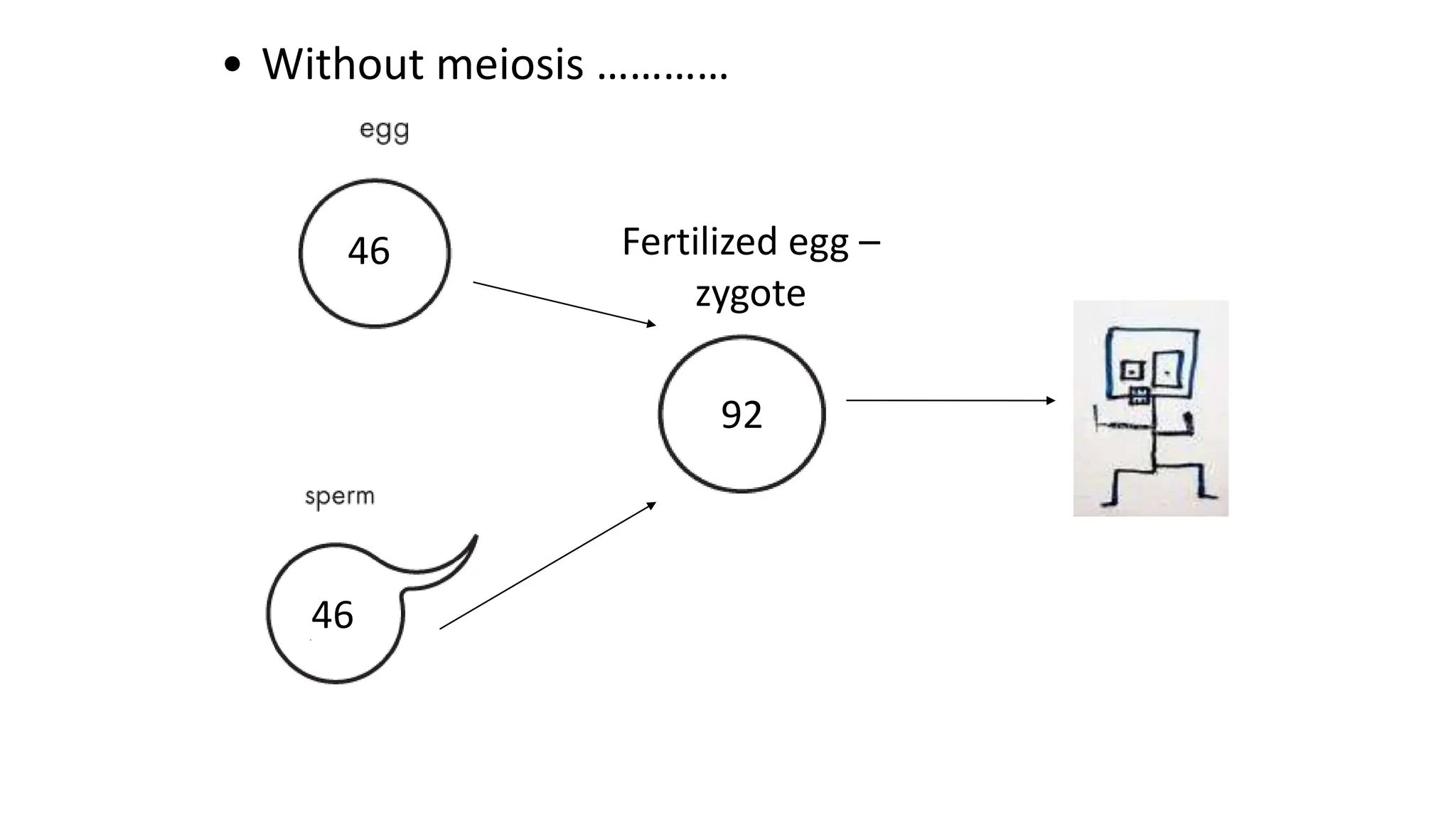 Meiosis stages for high school students new.pptx