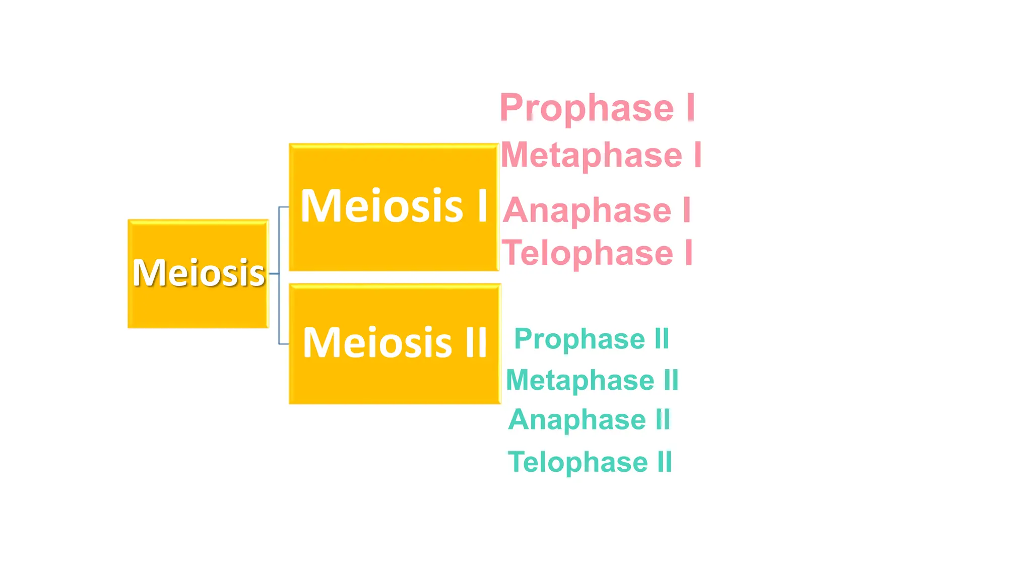 Meiosis stages for high school students new.pptx