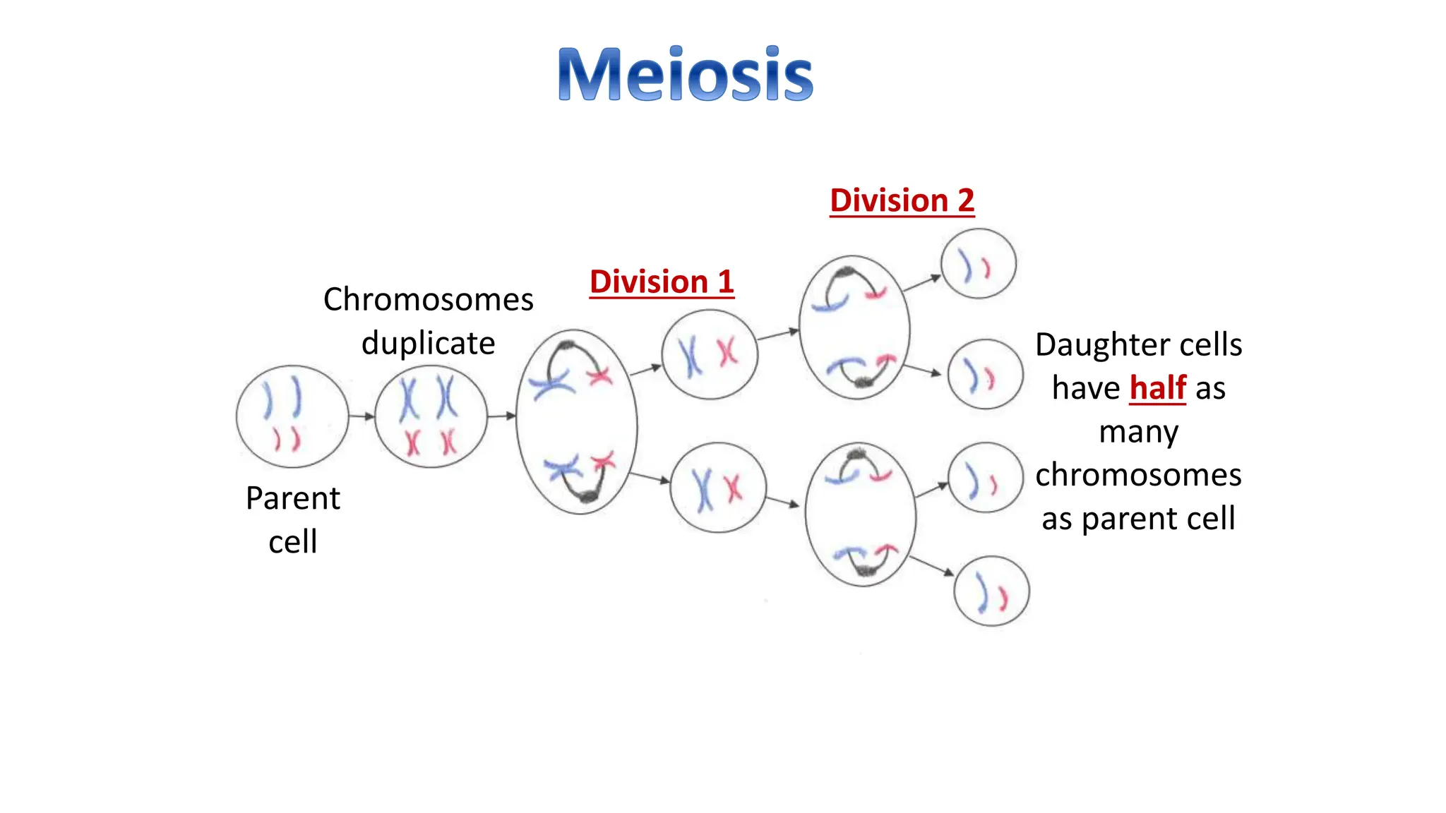Meiosis stages for high school students new.pptx