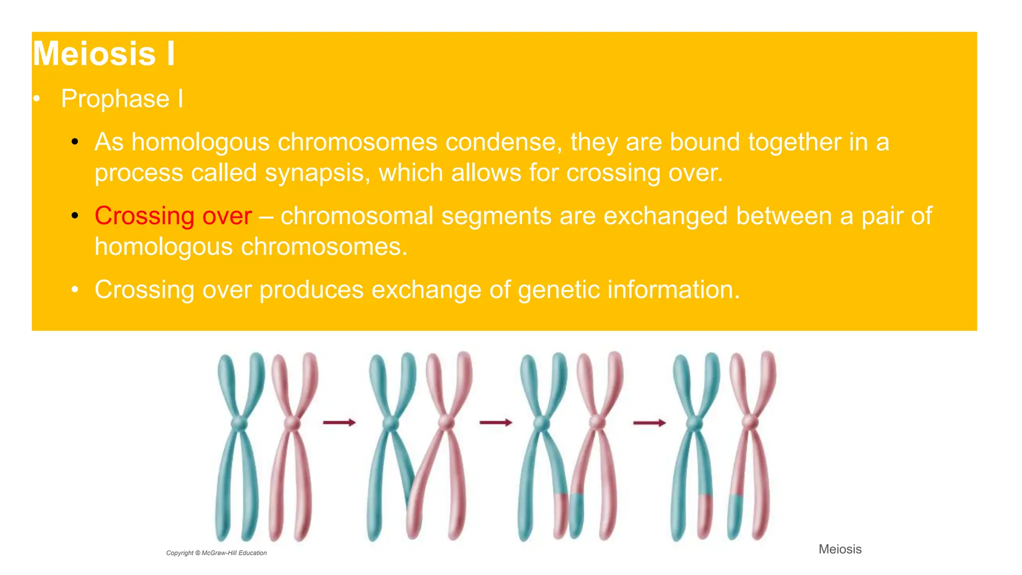 Meiosis stages for high school students new.pptx