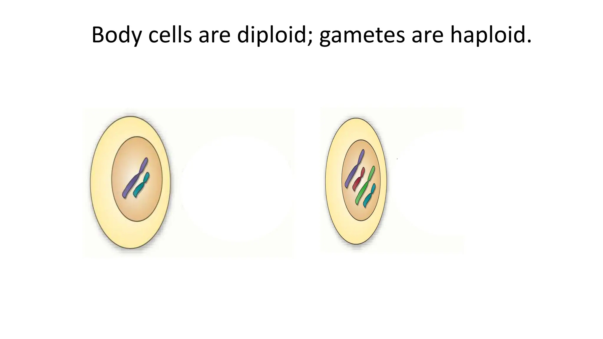 Meiosis stages for high school students new.pptx