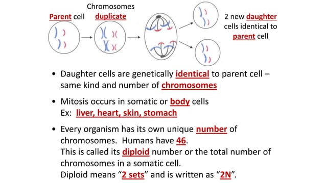 Meiosis stages for high school students new.pptx