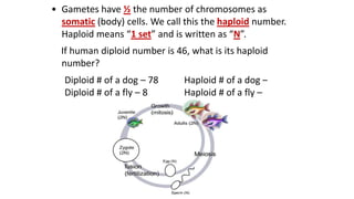Meiosis stages for high school students new.pptx