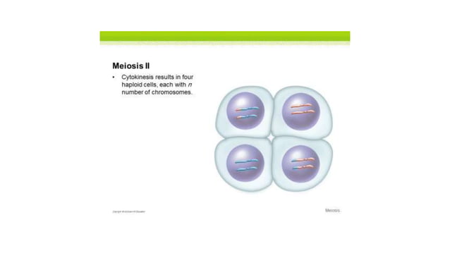 Meiosis stages for high school students new.pptx