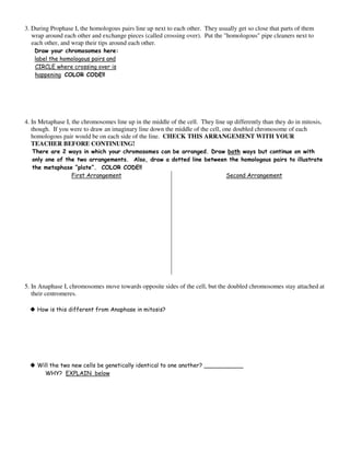 Meiosis activity | PDF