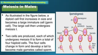 Meiosis and Meiosis : Gamete Formation.pptx