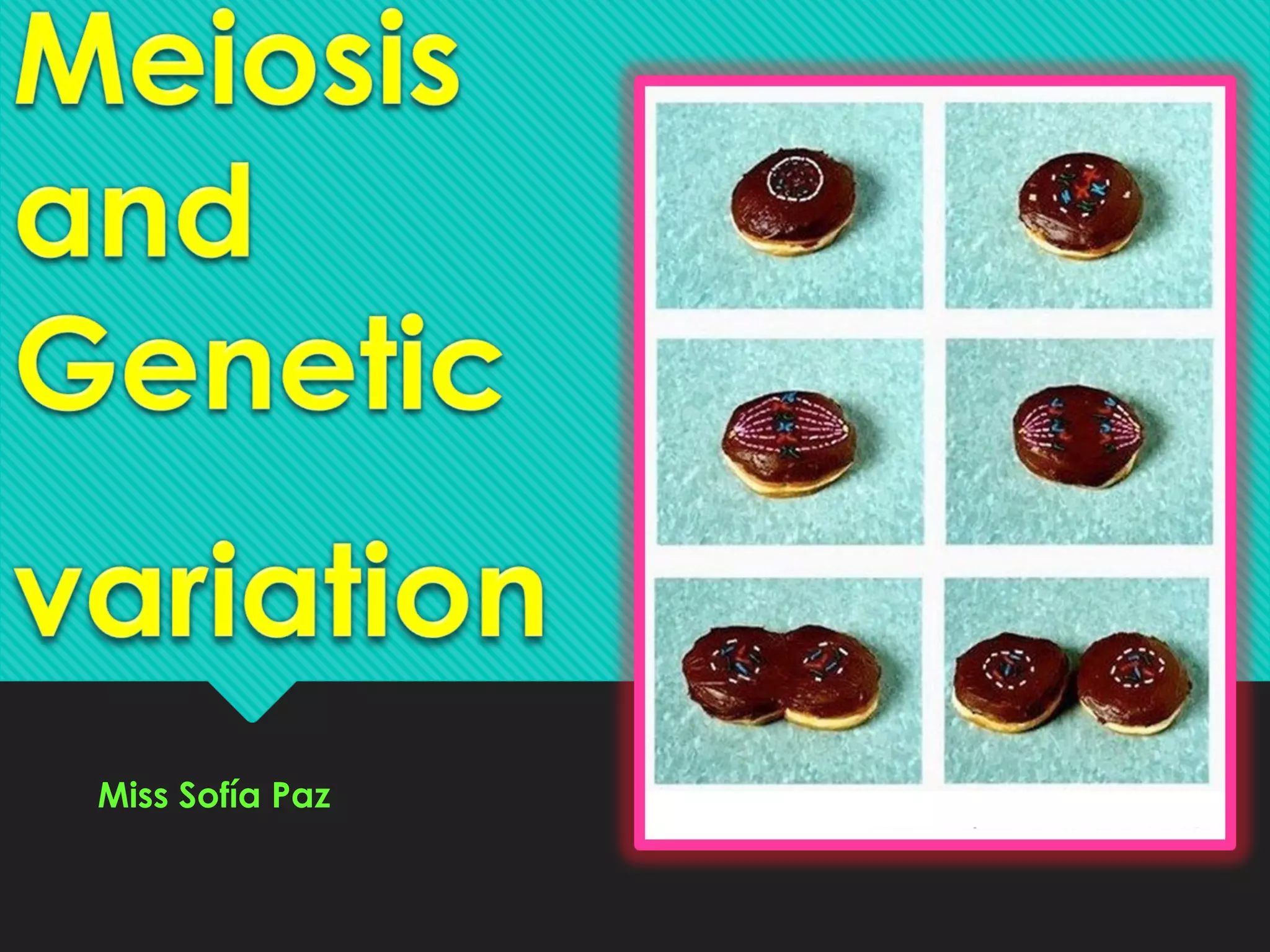 Meiosis and genetic variation (first ppt) | PPT
