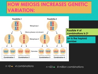 Meiosis and genetic variation (first ppt) | PPT