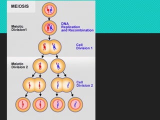 Meiosis and genetic variation (first ppt) | PPT
