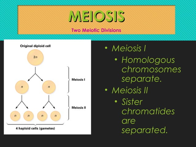 Meiosis and genetic variation (first ppt) | PPT