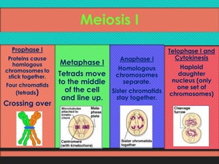 Genetic Variation Meiosis