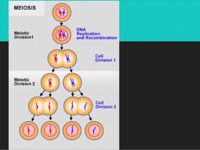 Meiosis and genetic variation (first ppt)