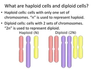 Meiosis and mitosis | PPTX