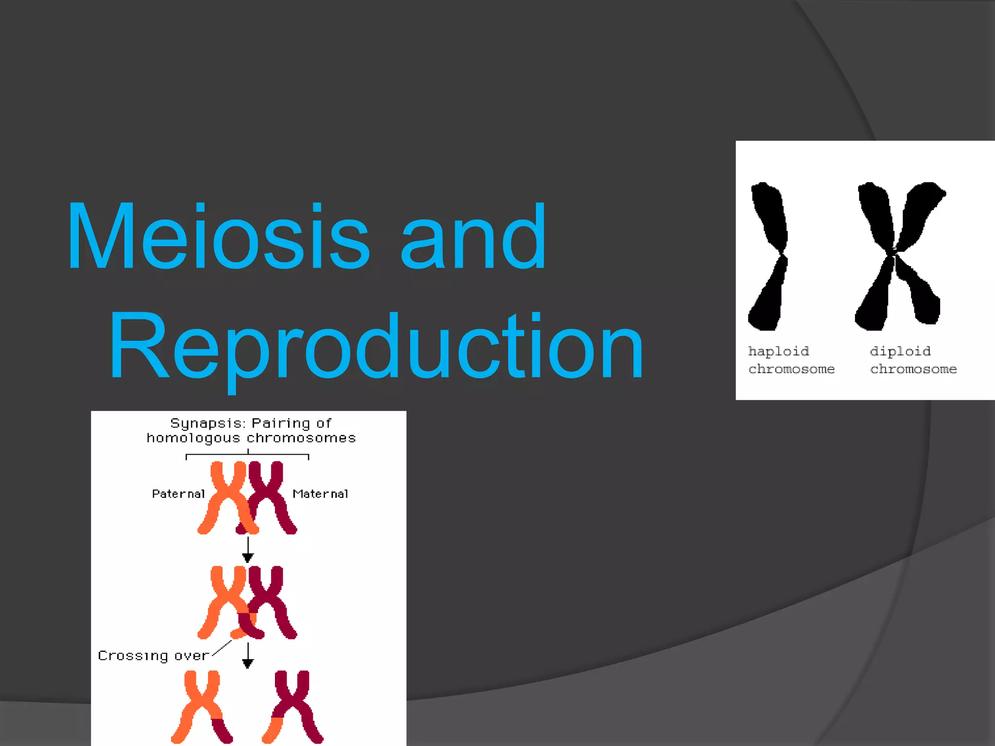 Meiosis and reproduction | PPT