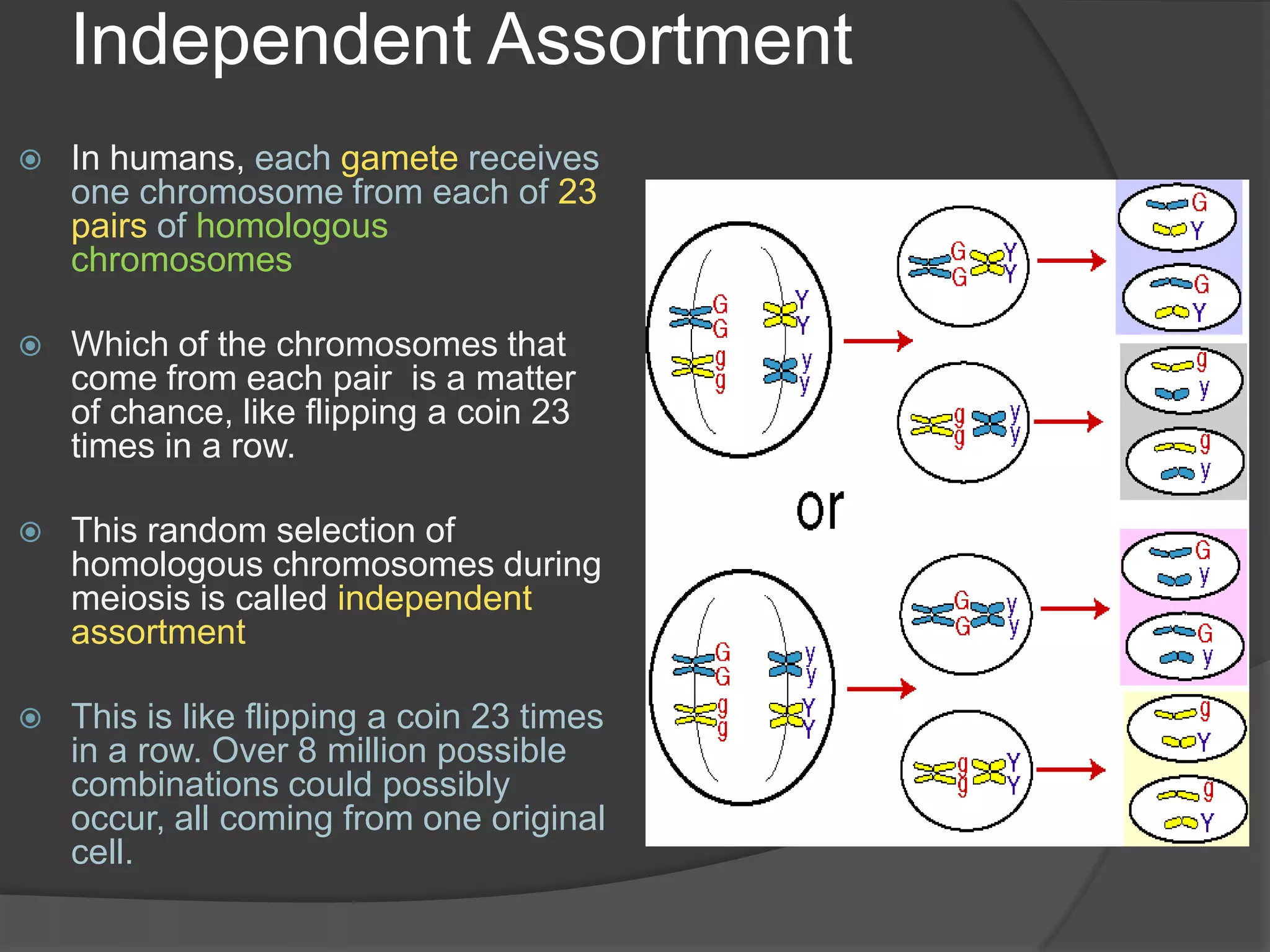 Meiosis and reproduction | PPT