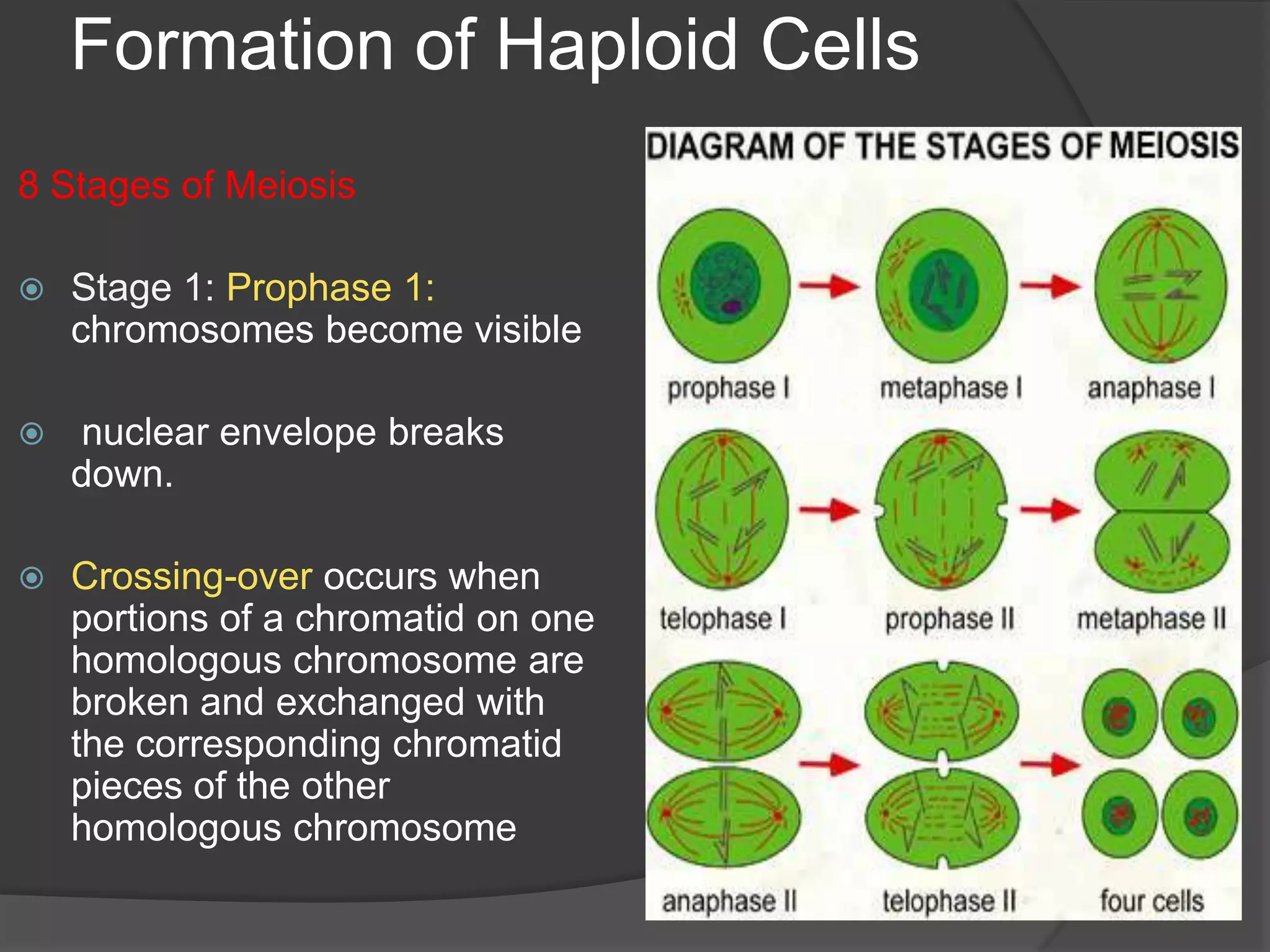 Meiosis and reproduction | PPT