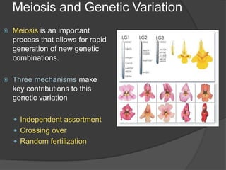 Meiosis and reproduction | PPT