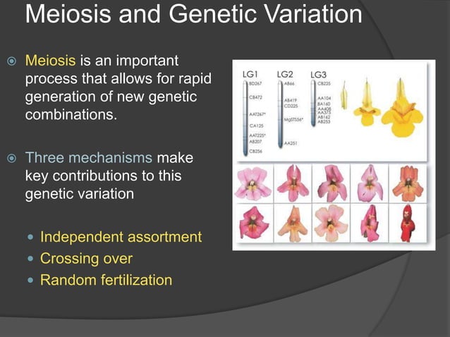 Meiosis and reproduction | PPT
