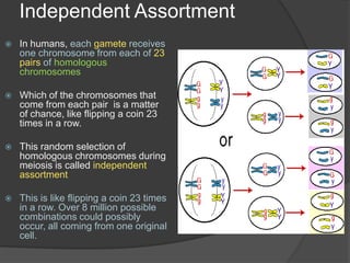 Meiosis and reproduction | PPT