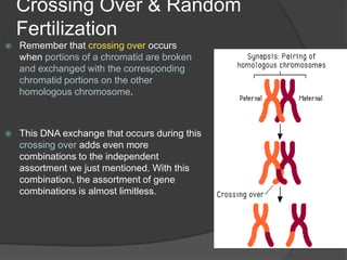 Meiosis and reproduction | PPT